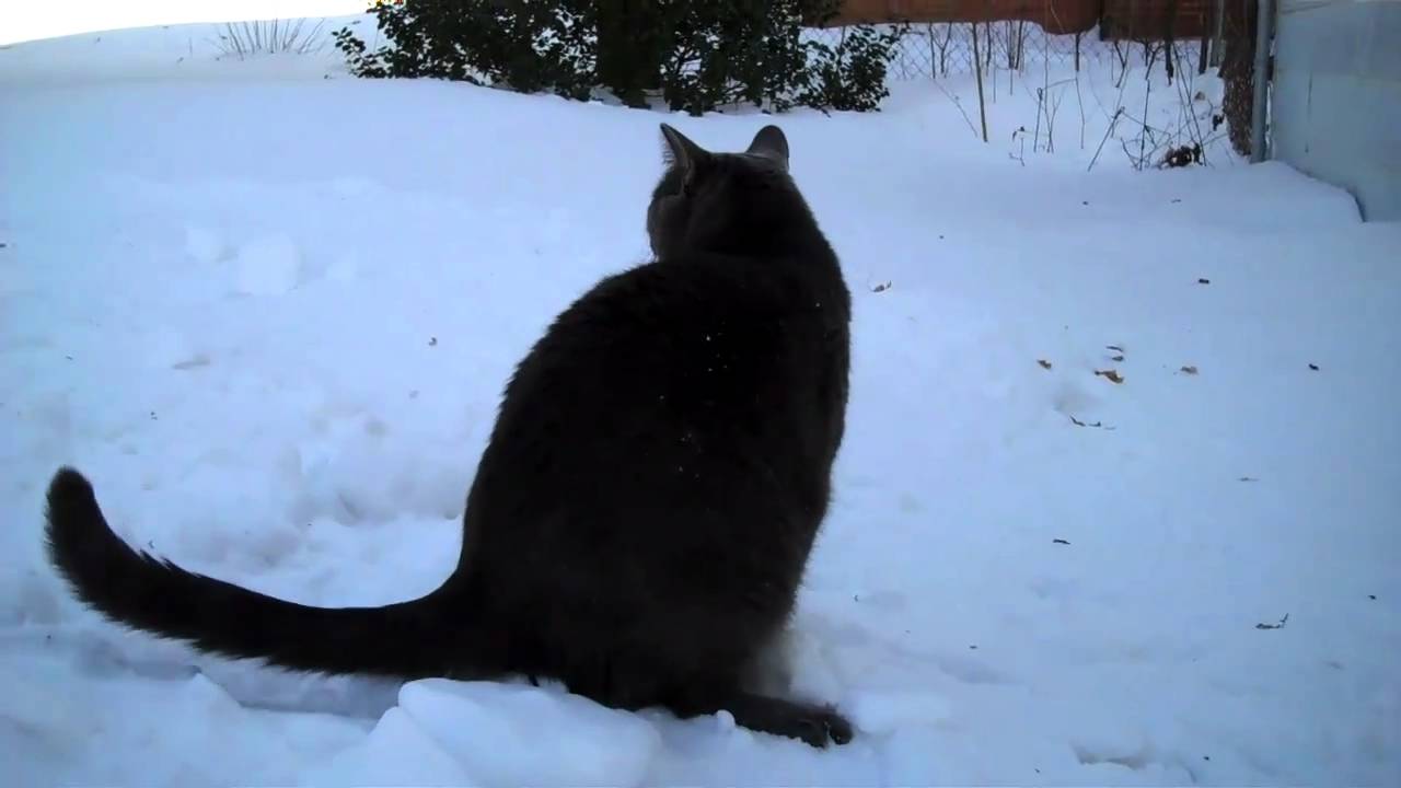 Blizzard Cat - YouTube