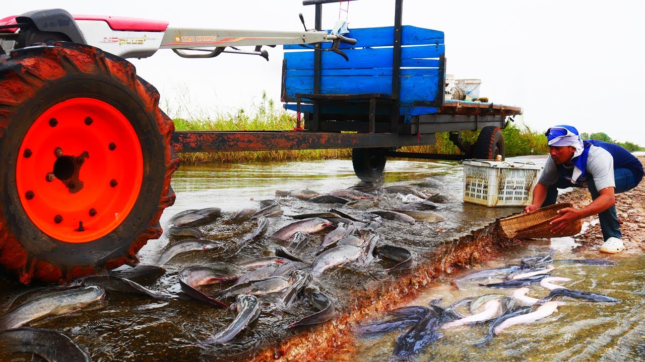 wow amazing! fishing catch a lots of fish on road at special place when ...