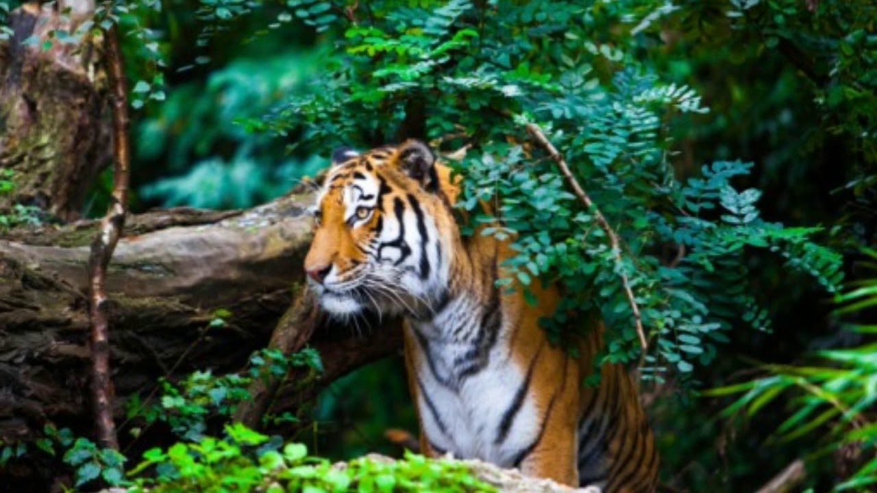 Assam State Zoo cum Botanical Garden : An inside view - YouTube