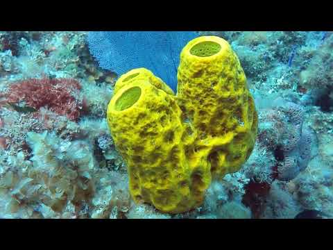 Diving Sandals Ocho Rios - June 20, 2024 - Dive 1