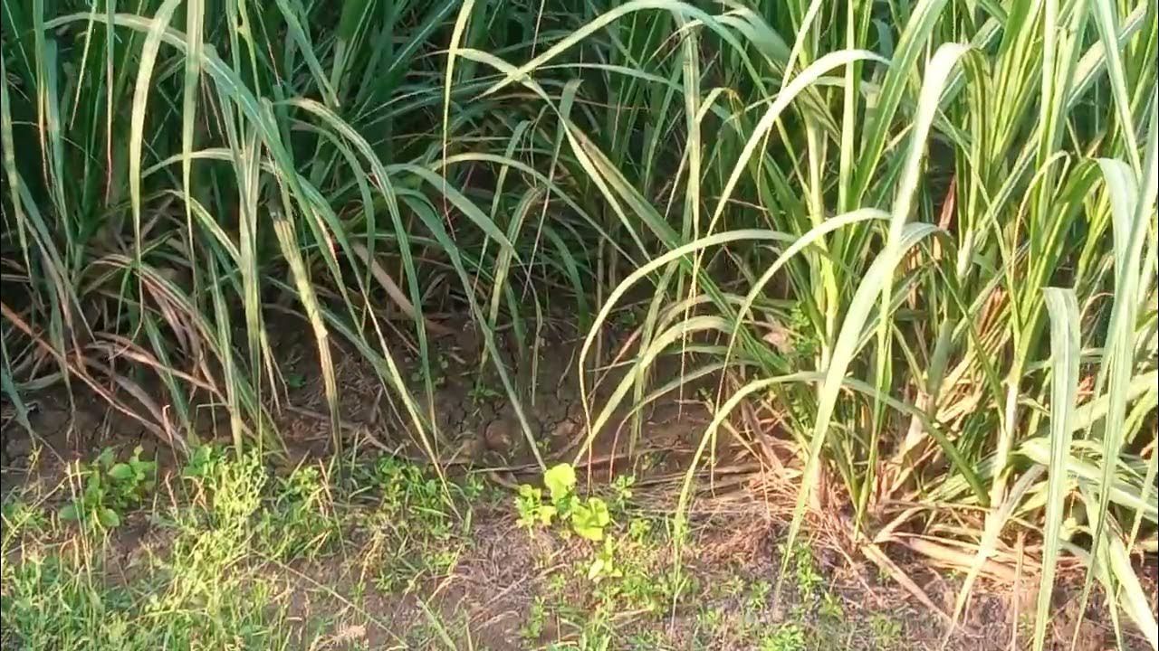 Ganna ke khet field of sugarcane - YouTube