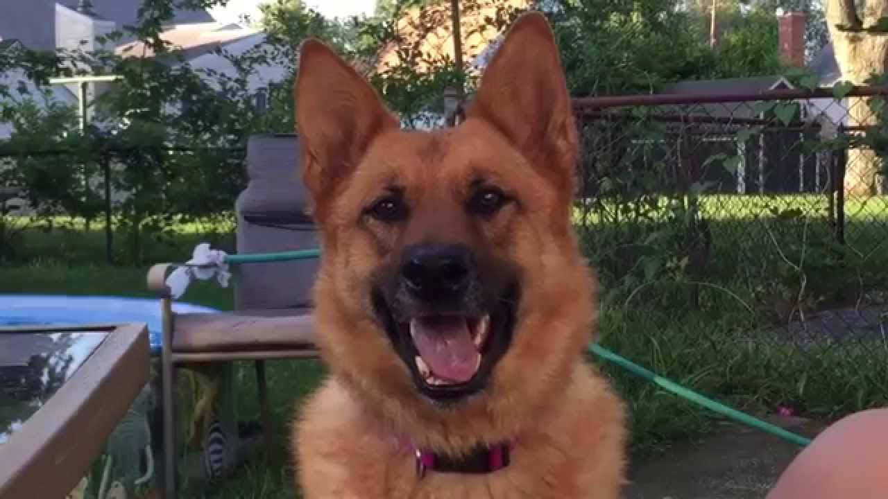 Pretty German shepherd sheba posing - YouTube