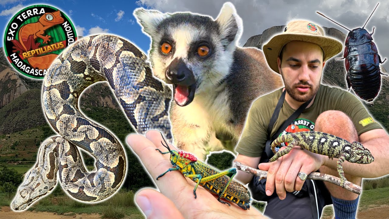 FINDING MADAGASCAR BOAS AND HISSING COCKROACHES IN LEMUR FOREST ...
