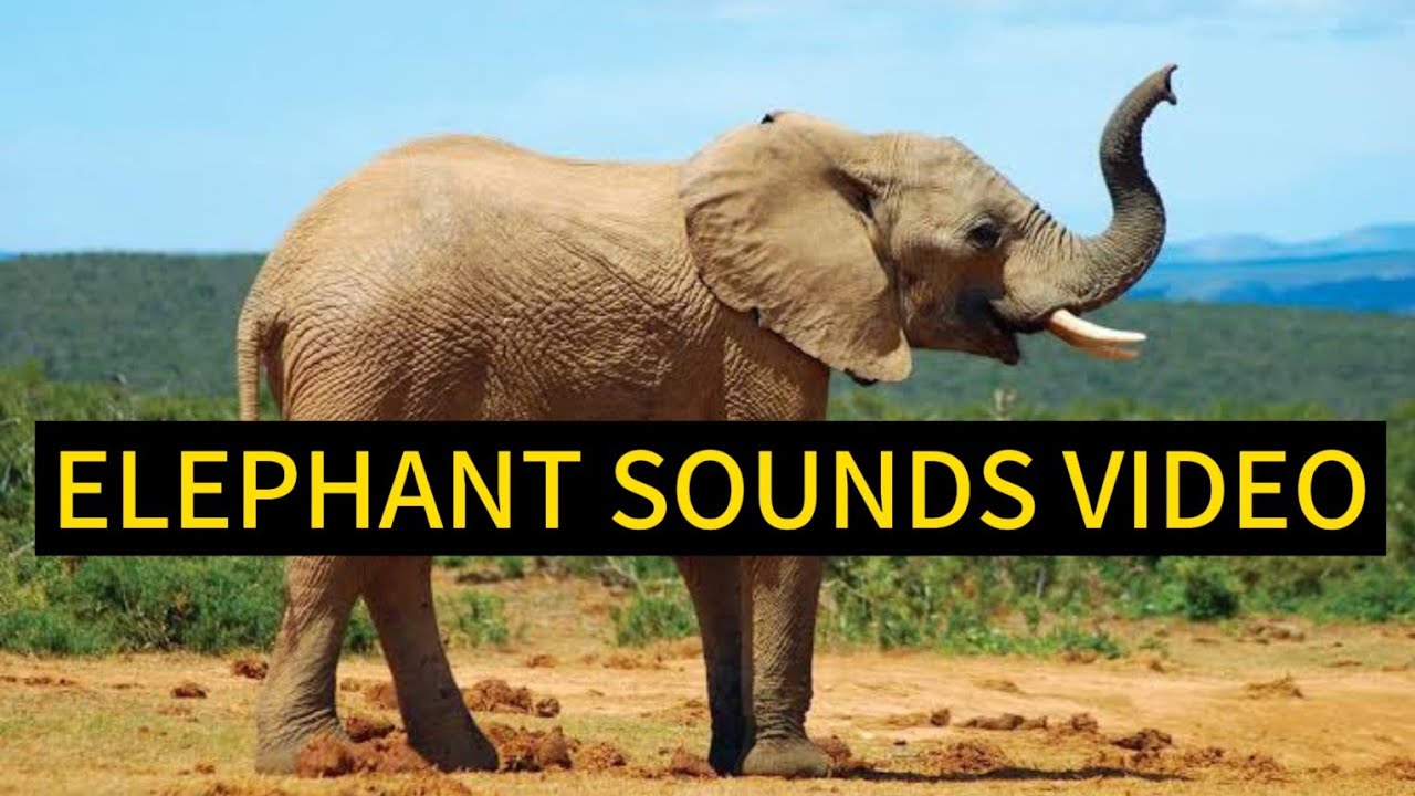 ELEPHANT SOUNDS VIDEO #video #elephantsounds - YouTube