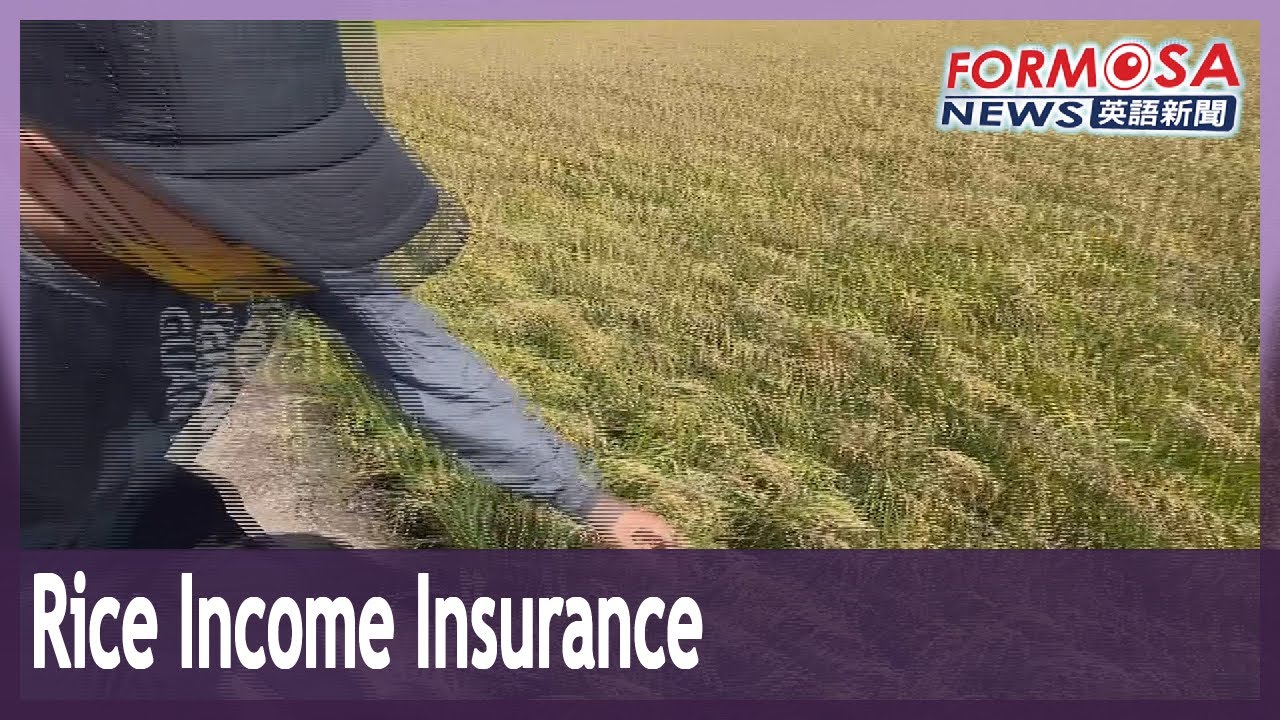 COA launches rice income insurance and livestock feed incentives - YouTube