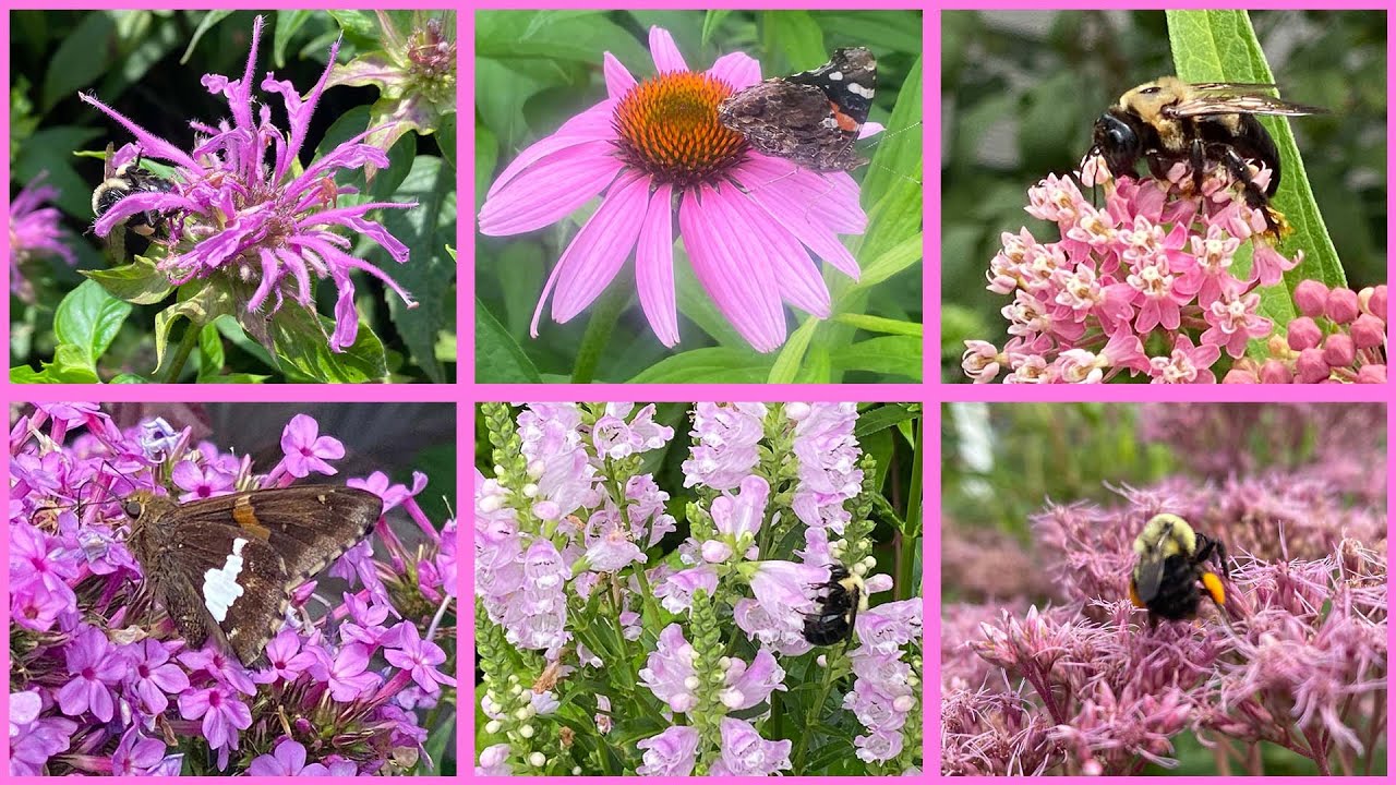 6 Native Perennials that Bloom in July with Pink Flowers - YouTube