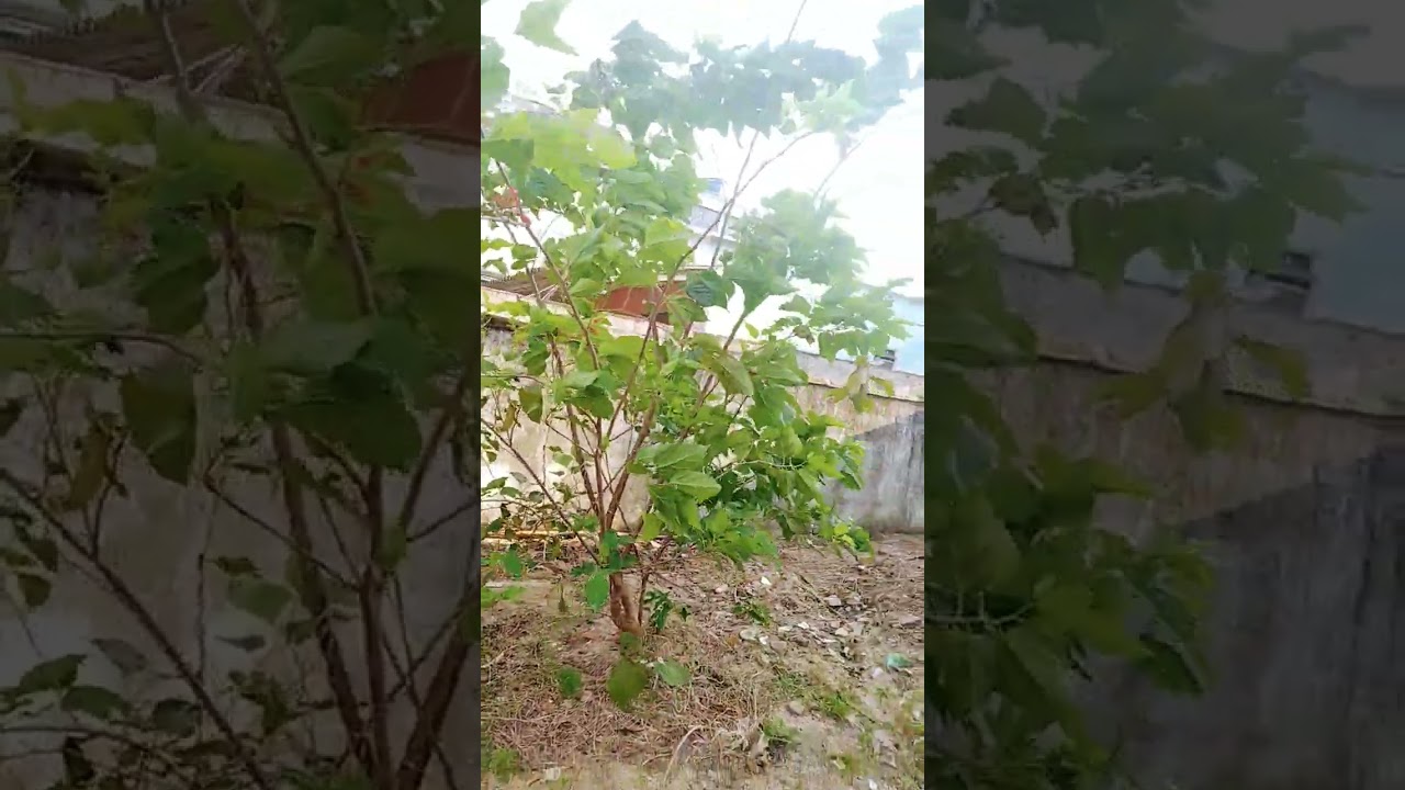 pé de framboesa - YouTube