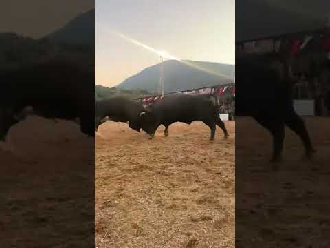 MAKEDONYALI & RASGOV              KAFACA BOĞA GÜREŞİ