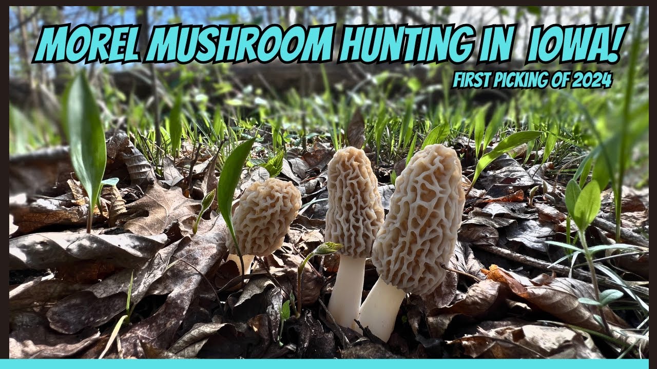 Morel Mushroom Hunting in Iowa! (First picking of 2024) - YouTube