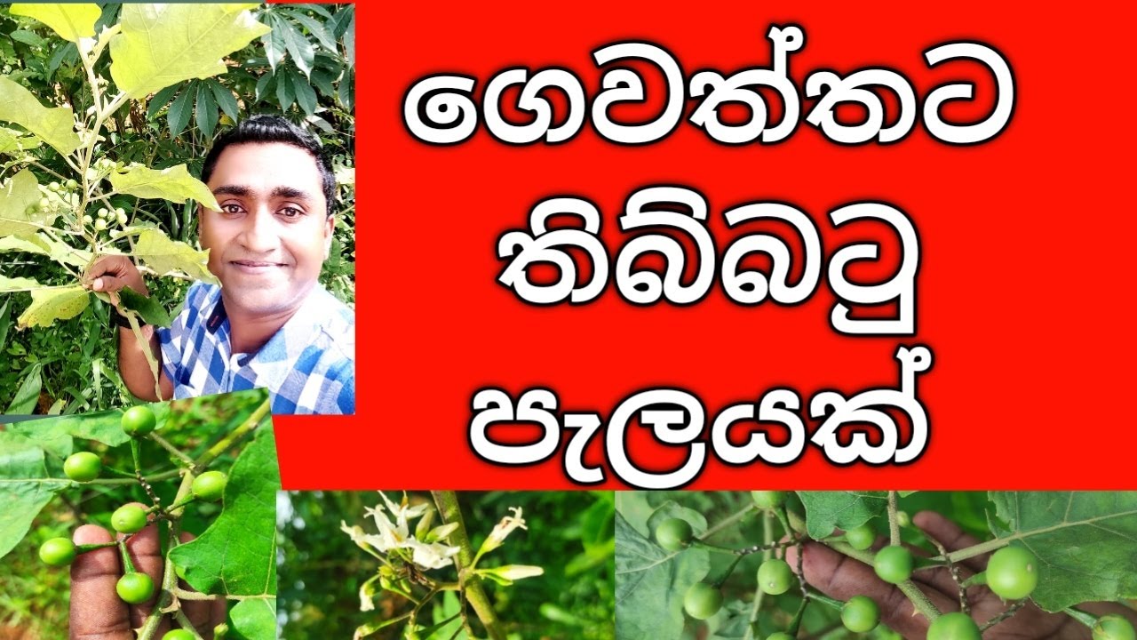 Thibbatu Cultivation in Home Garden ගෙවත්තේ තිබ්බටු වගාව - YouTube
