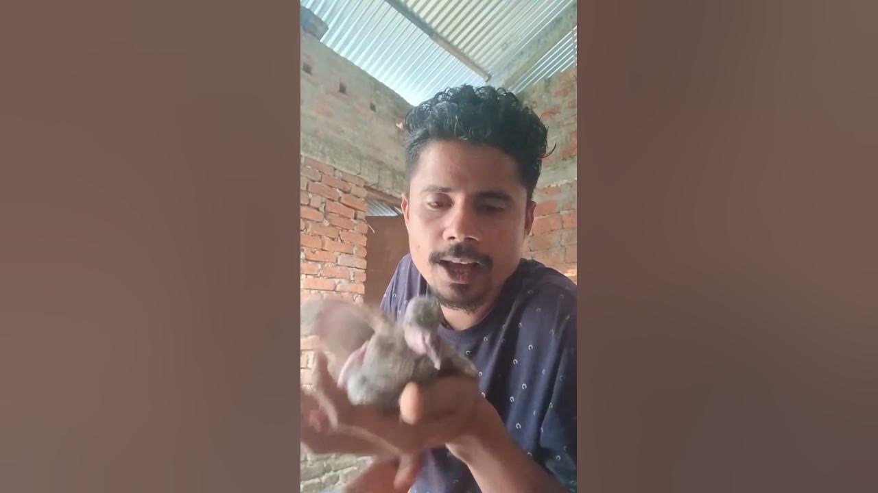 Highlight 0:00 – 1:45 from Asish Joya vlogs is live - YouTube