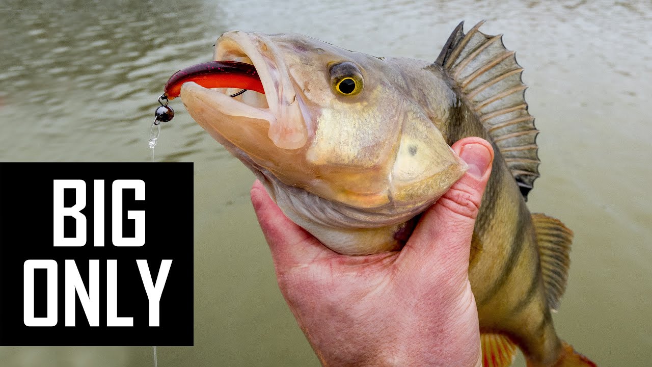 How to catch BIG PERCH on lures?🦖 Nuisance PIKE&ZANDER - YouTube