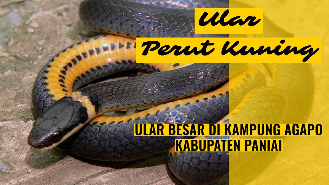 Ular di Pedalaman Papua #ularperutkuning #snakelovers #ularberbahaya # ...