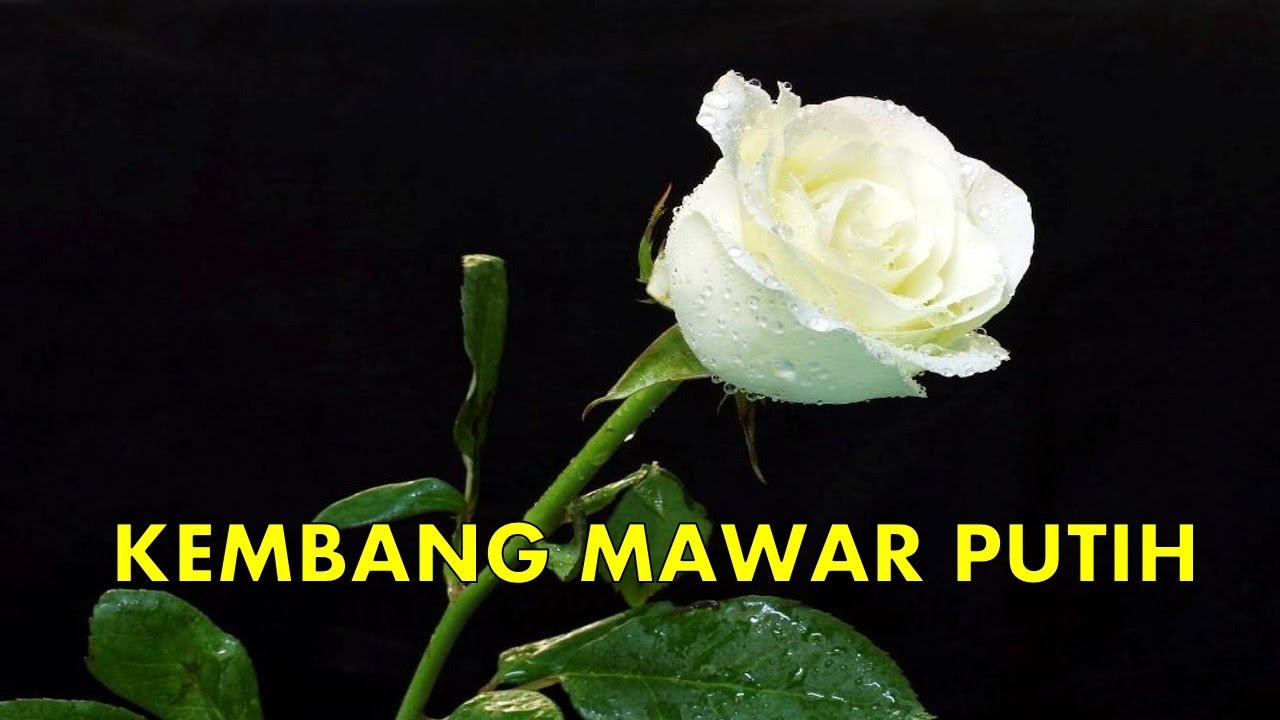 Geguritan : Kembang Mawar Putih (puisi bahasa Jawa tentang cinta yang ...