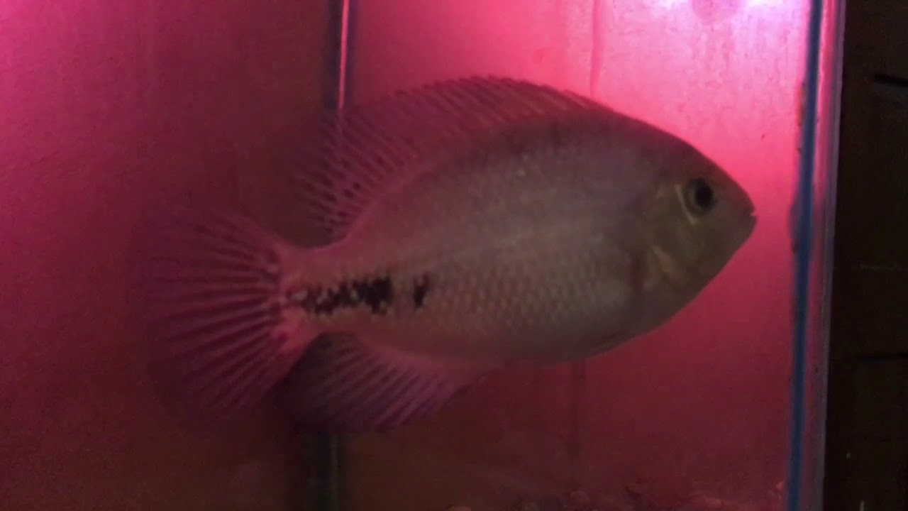 Paraneetroplus synspilus, Cichlid - YouTube