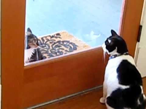 Cats fighting through glass - YouTube