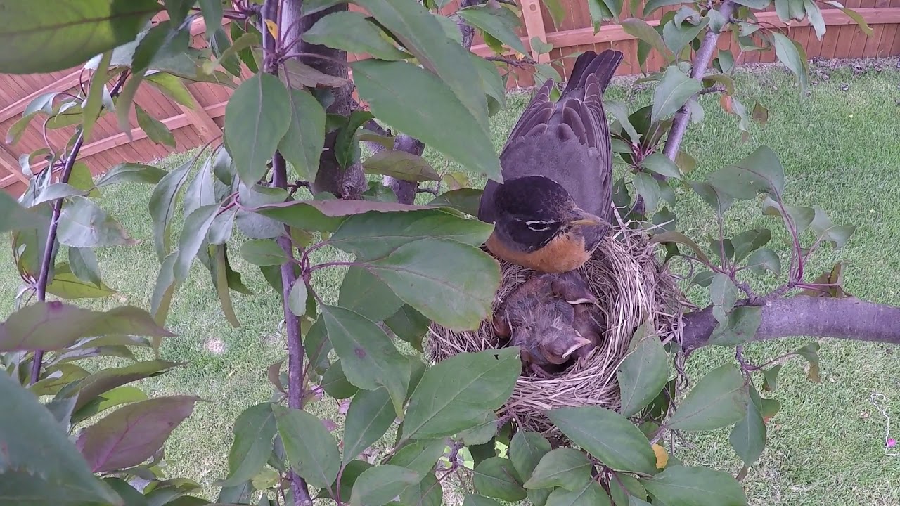 American Robin Bird's Nest - YouTube