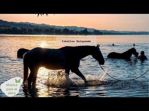 CABALLOS Relinchando y Galopando - YouTube