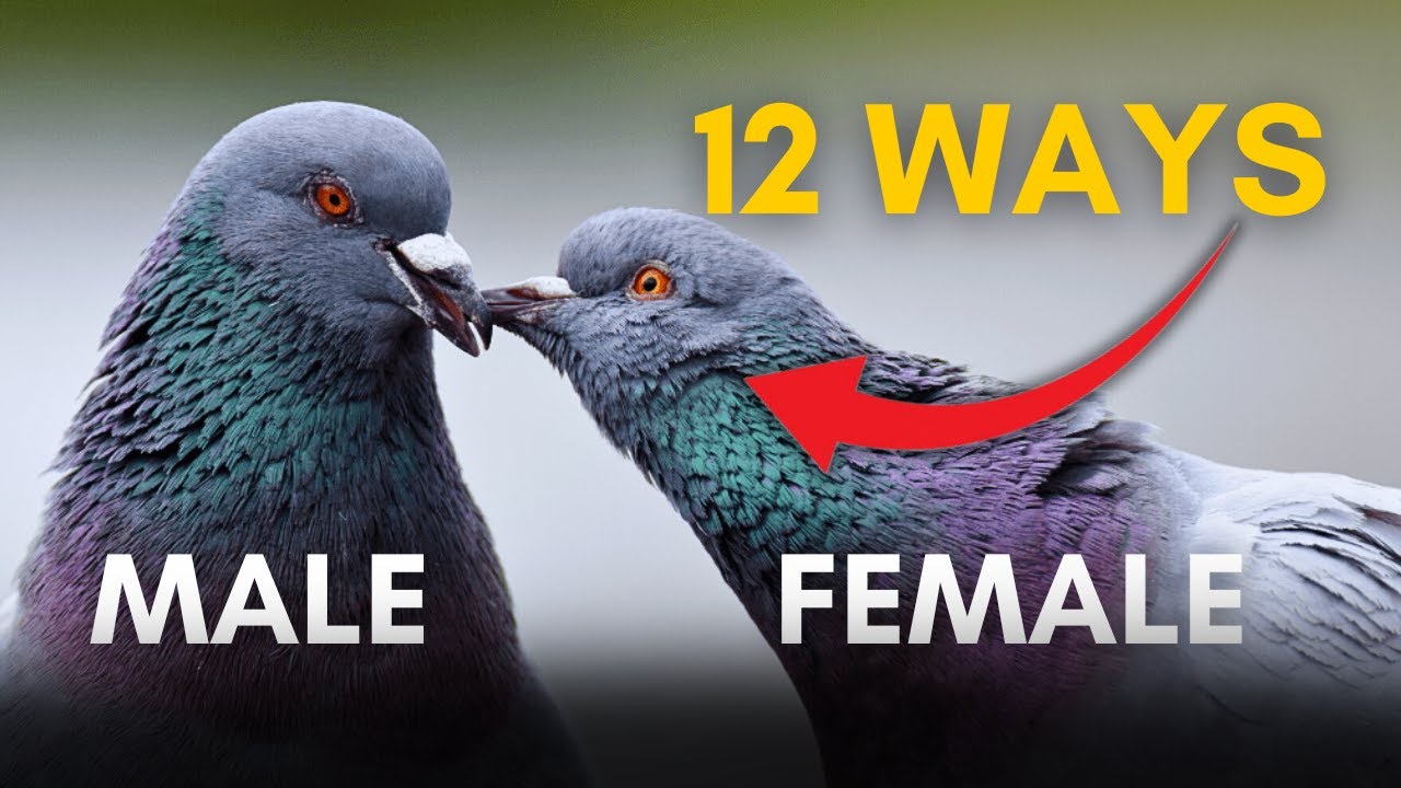 Male vs Female Pigeons: 12 Ways to Spot the Difference - YouTube