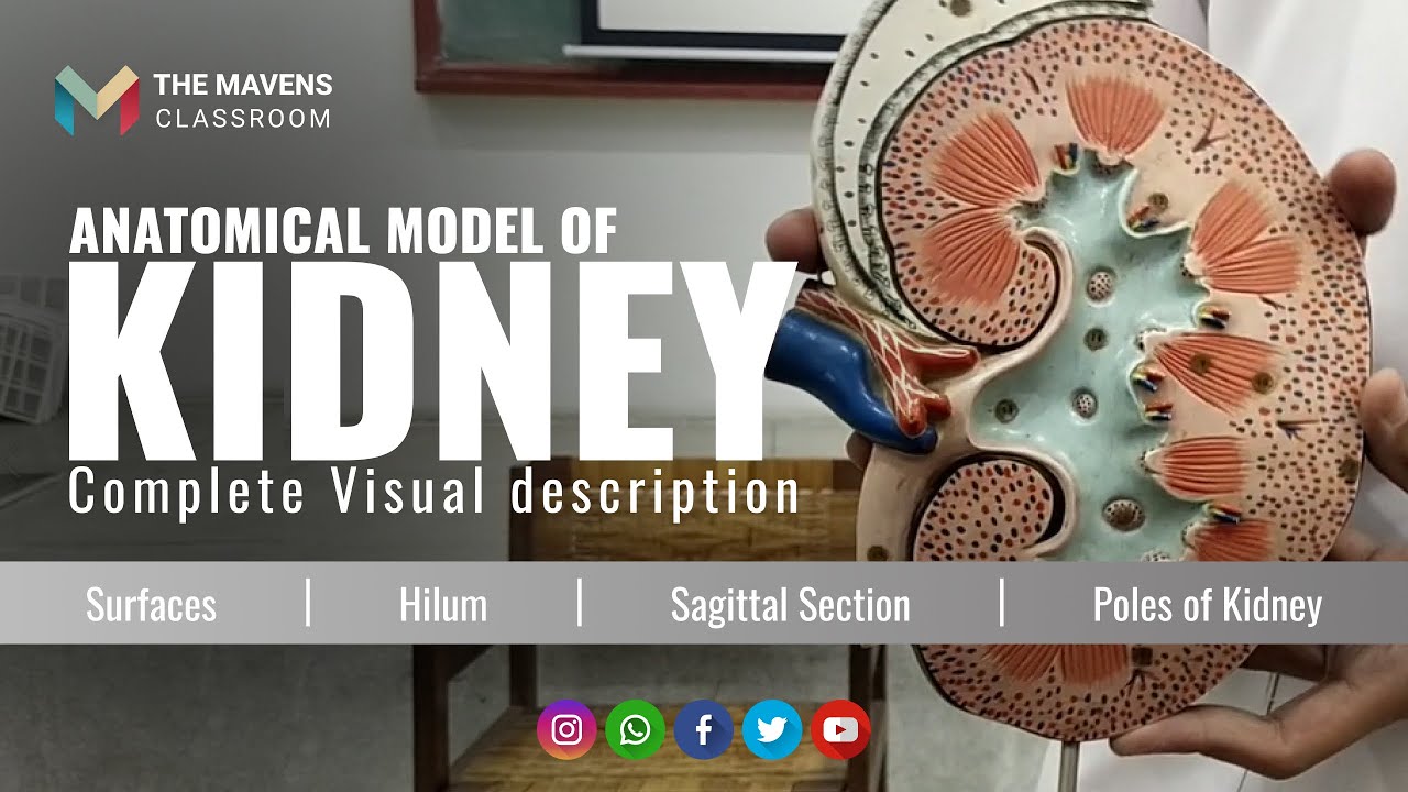 Anatomical Model of Kidney | Surfaces | Poles of kidney | Hilum | OSPE ...