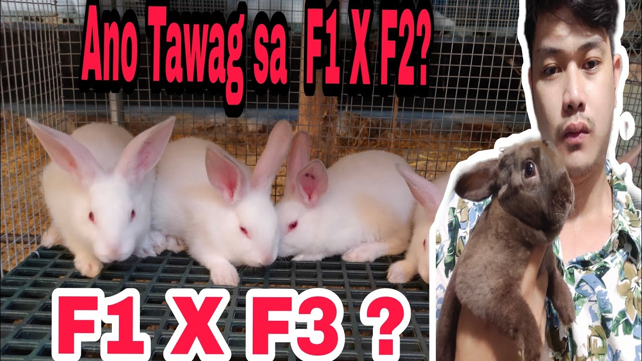 ANIMAL BREEDING PART 2 | UPGRADING | FILIAL GENERATION . - YouTube
