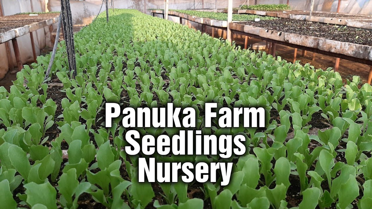 A walk into the Panuka Farm Seedlings 🌱 Nursery - YouTube