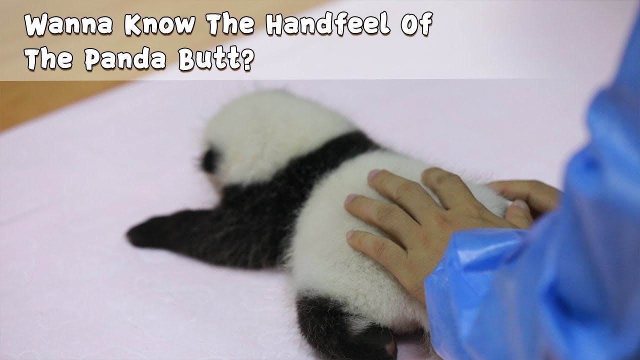 Wanna Know The Handfeel Of The Panda Butt? | iPanda - YouTube