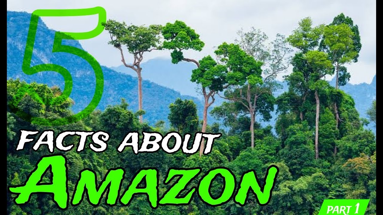 5 Facts about Amazon rainforest🌲#facts #forest #amazon - YouTube