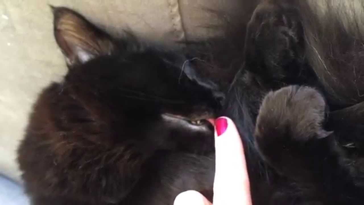 Cute cat facepalm - YouTube
