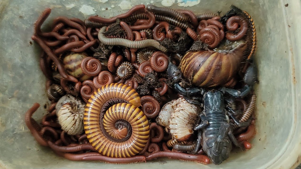 Catch Venomous Scorpion, Giant Millipede, Snails, Red Spotted Millipede ...