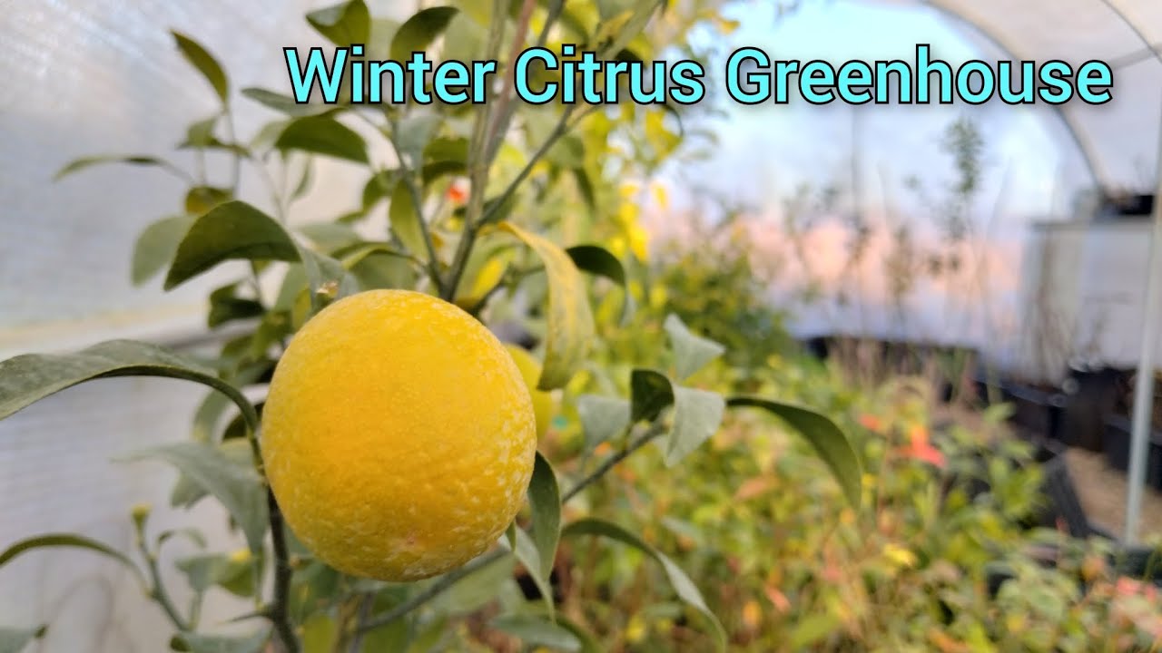 Winter Citrus Greenhouse Walkthrough (RARE Cold Hardy Citrus Trees ...
