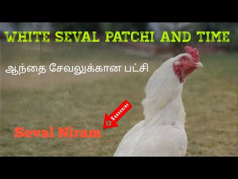 Seval Niram patchi || part-9 || ##ஆந்தை சேவலுக்கான பட்சி... - YouTube