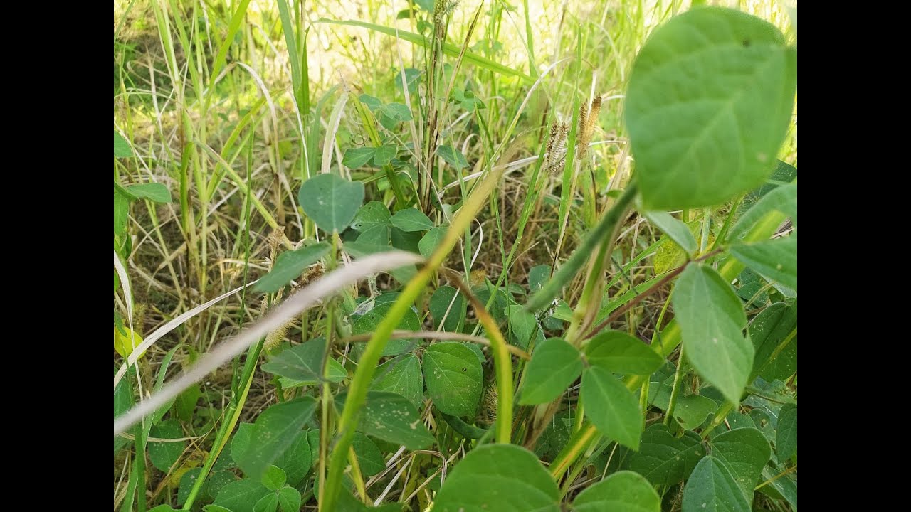 Himalayan Organic Farm - Kulath Pulse - YouTube