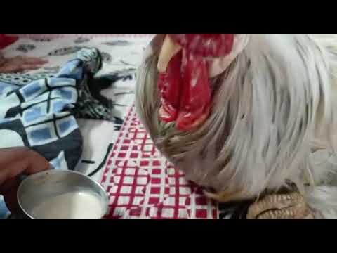 Lulu drinking coffee☕ 😁😁😁😁