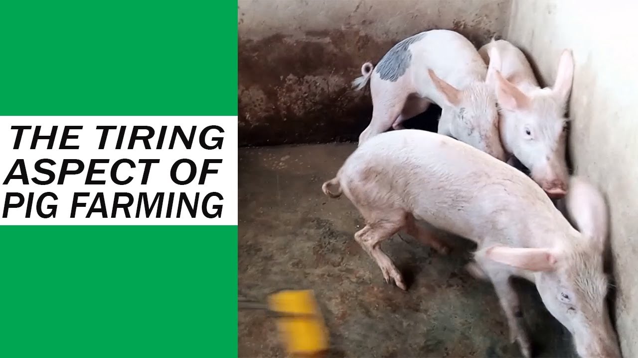 Cleaning my Pig House || I want No Smell In My Pig House (How To ...