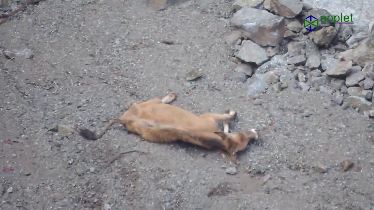 cow falling from the road - YouTube