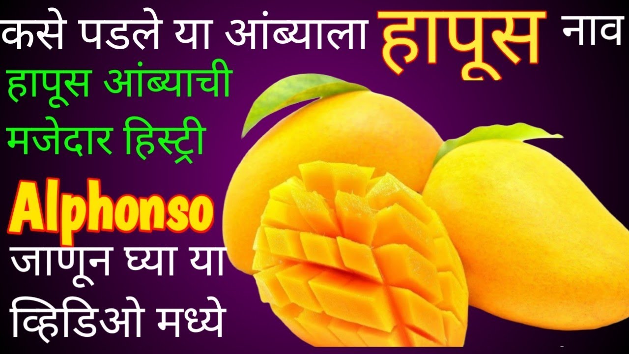6 July 2022 Alphonso mango/ Hapus aamba / jagatil sarwat testy aamba ...