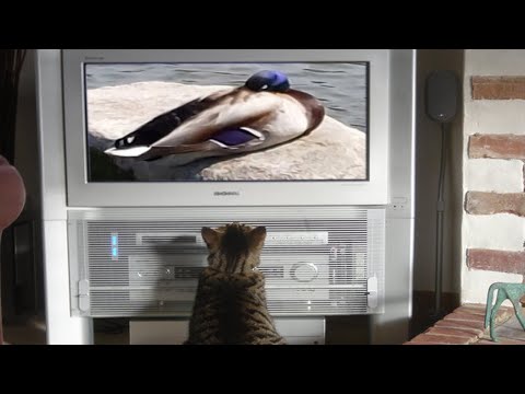 10 hours of silence occasionally broken by LEAN DUCK