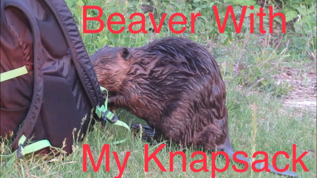 Beavers Hanging Around My Knapsack - YouTube