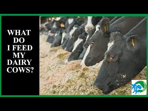 Understanding Dairy cow management: Feeding - YouTube