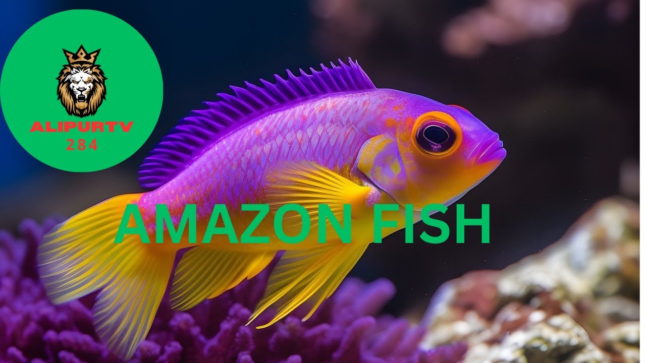 Amazon jungle river fish Amazon jungle ki Fish - YouTube