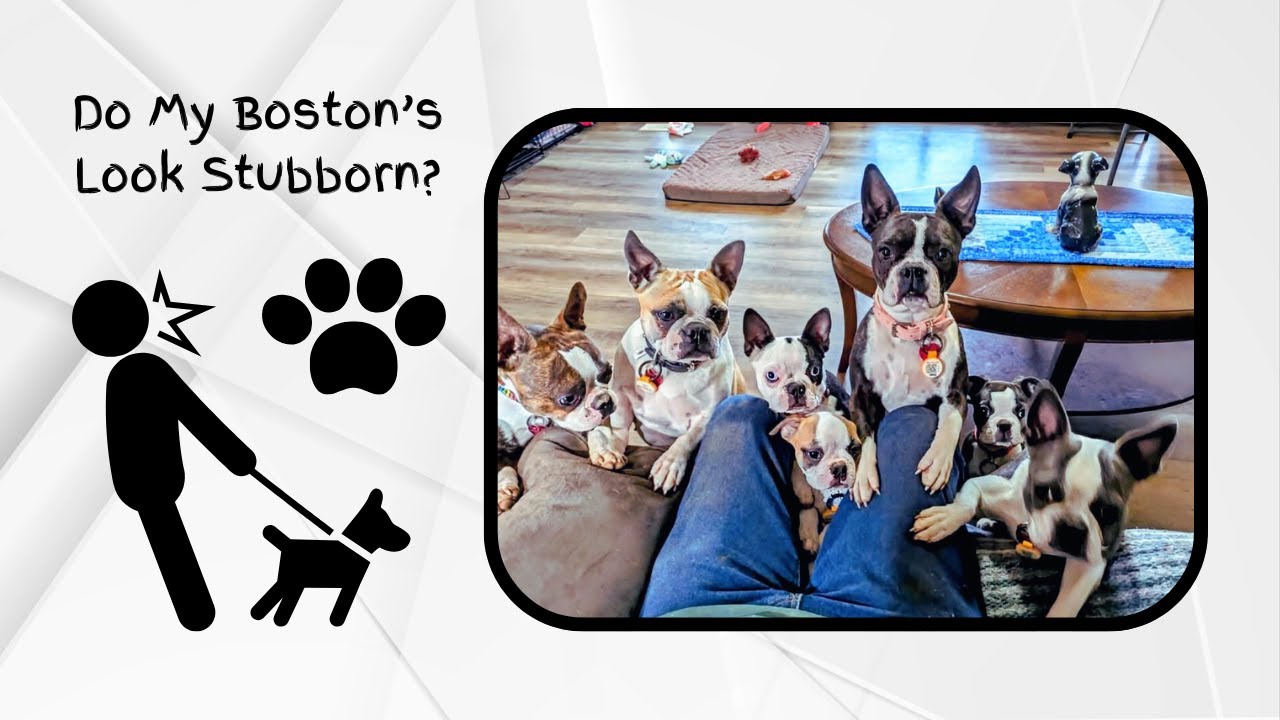 Boston Terrier Games: Why They Love to Play Stubborn! 😂 ️🥴 - YouTube