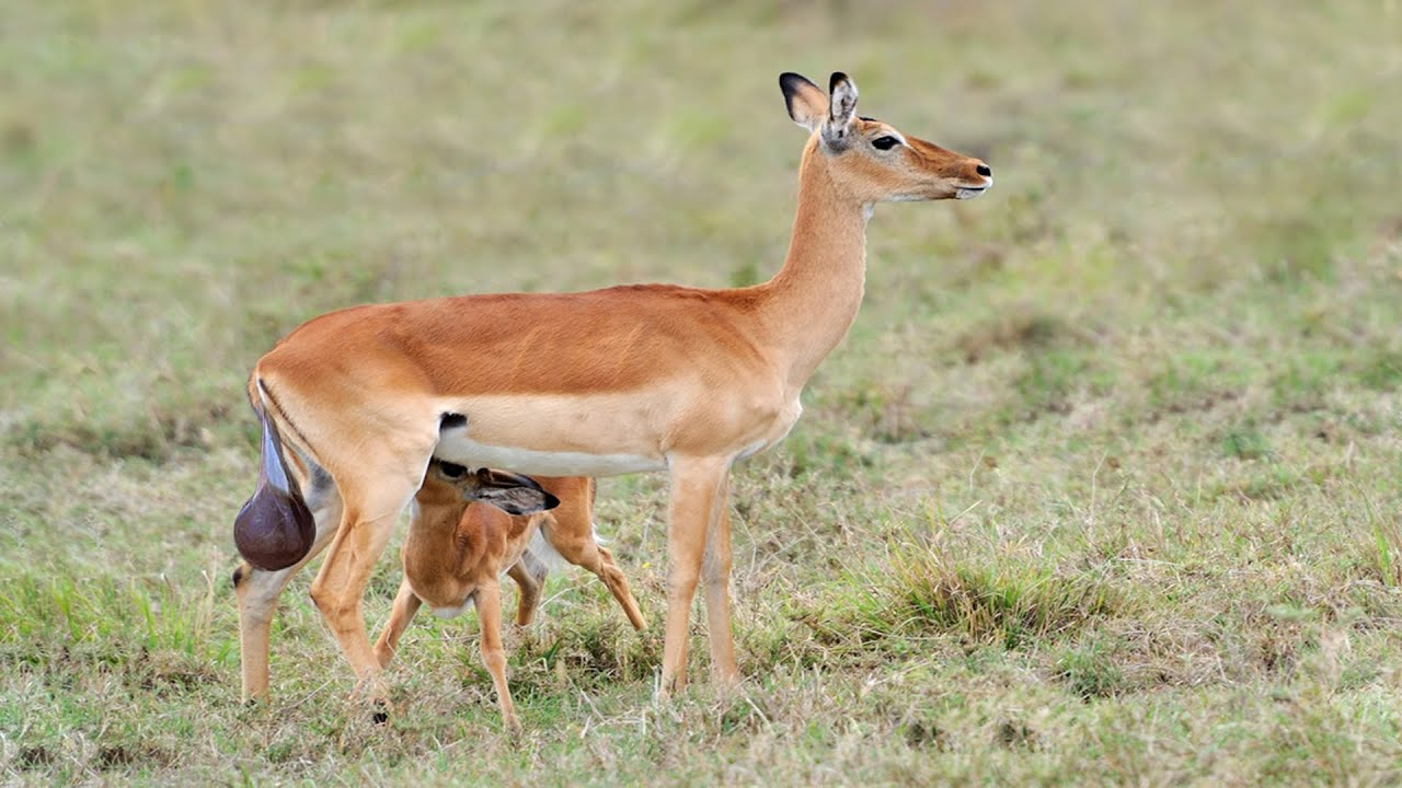 Impala Giving Birth Success In The Wild - YouTube