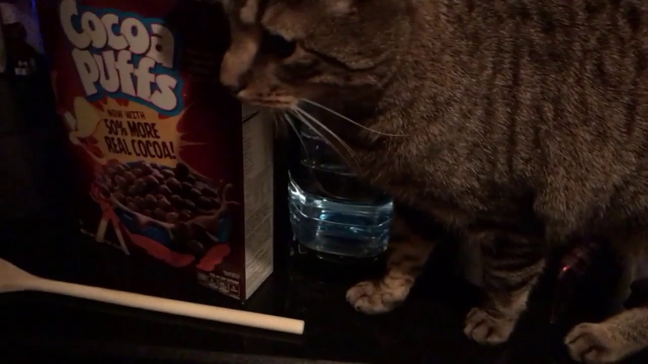 Cooking with Crendor: A Non-Content Breakfast featuring Cat ...