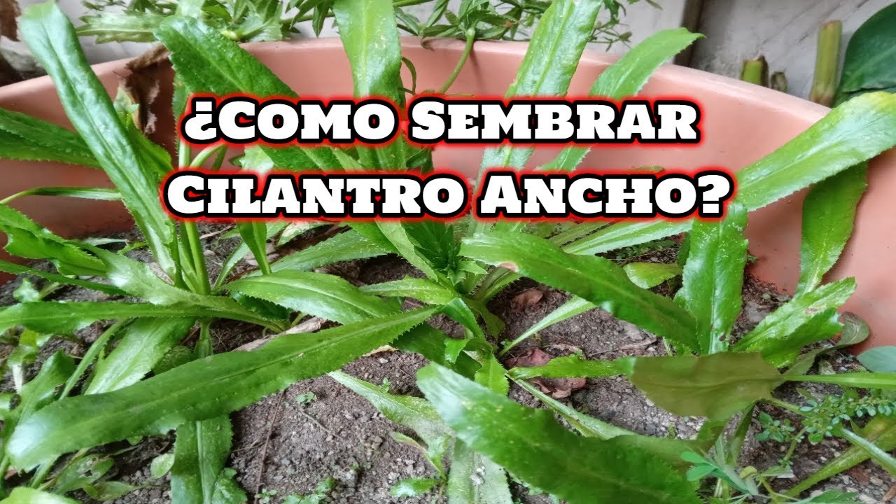 ¡Como Sembrar CILANTRO ANCHO! - YouTube