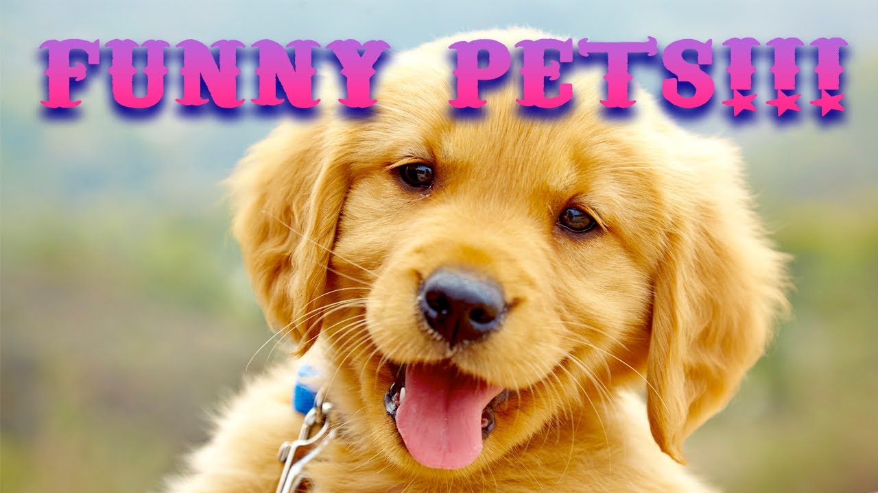 Funny dogs and cats! Peruvian funk music - YouTube