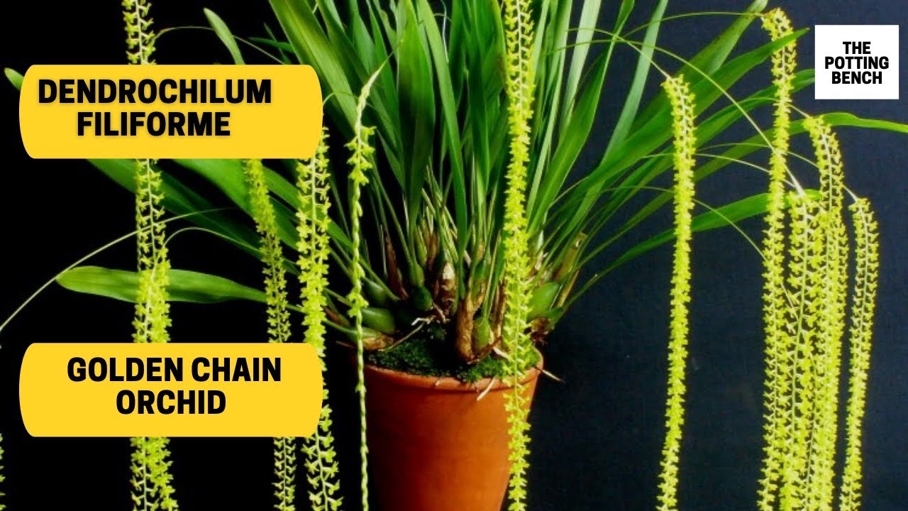 Dendrochilum filiforme | Necklace Orchid | Golden Chain Orchid - YouTube