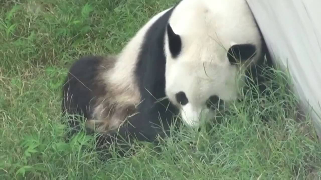 Giant Panda Mei Ling （圆仔的亲蜀黍）@Tianjin Zoo - YouTube