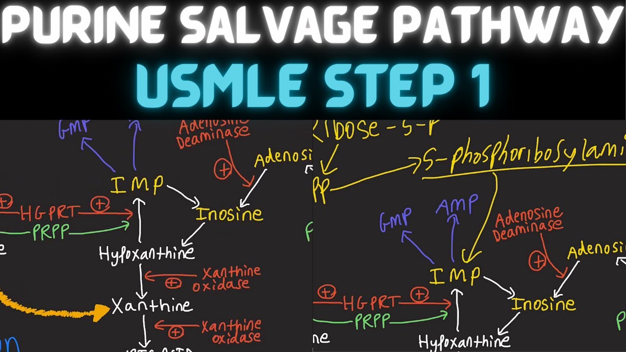Purine Salvage Pathway | Biochemistry | USMLE Step 1 - YouTube