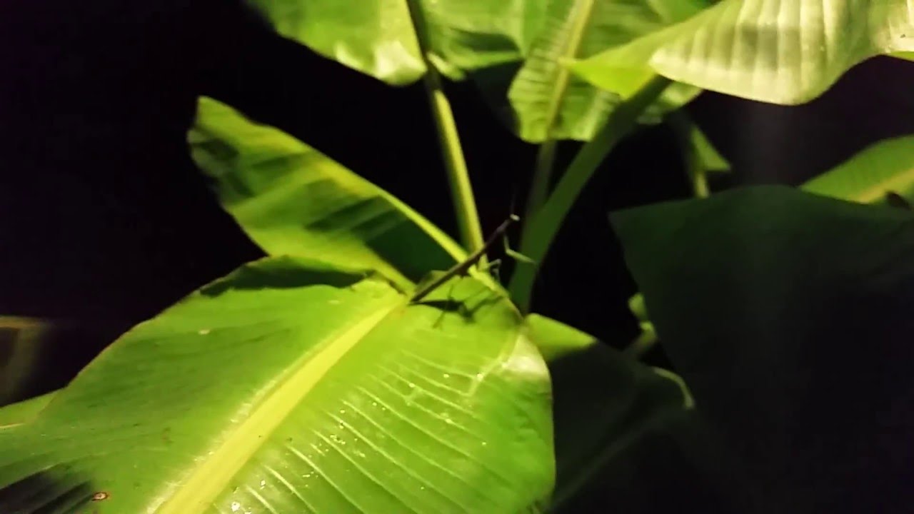 Praying mantis on Banana leaf - YouTube